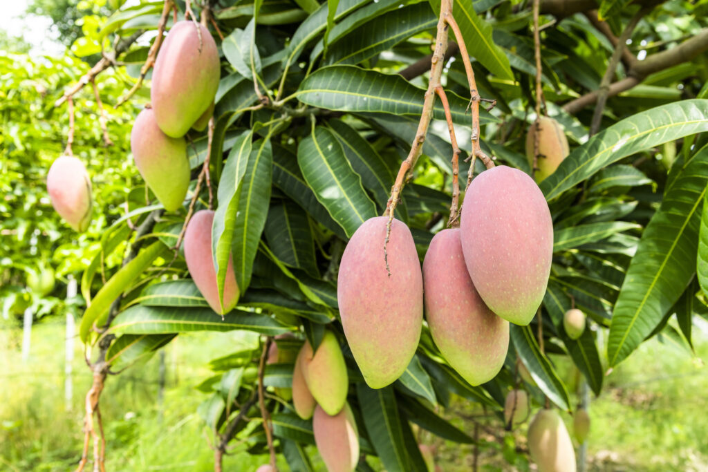 Registration Open: New PsIP Webinars Coming Soon: Post-Harvest and ...